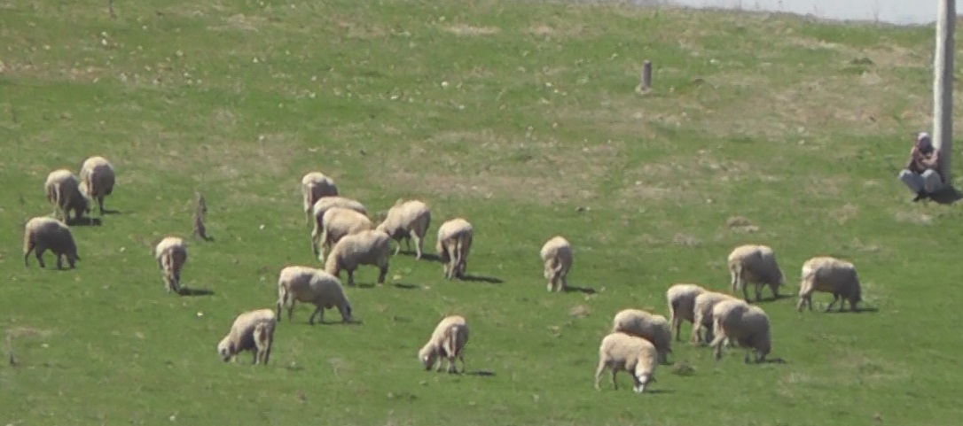 Peštersko polje nestaje u - saksijama za cveće - Radio Sto Plus